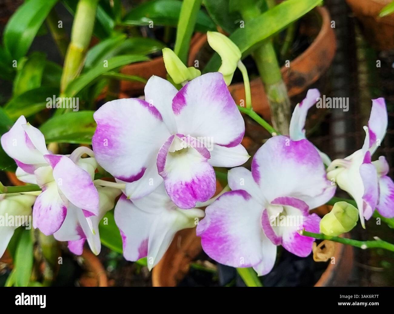 Beautiful orchid flowers in the orchid garden Jakarta, Indonesia Stock ...