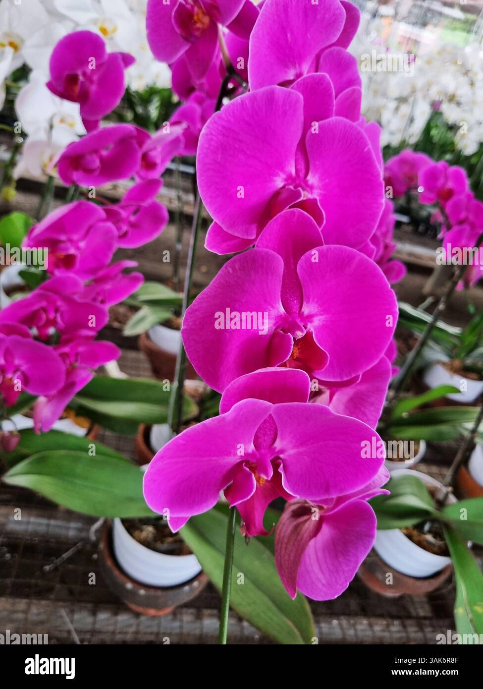 Beautiful orchid flowers in the orchid garden Jakarta, Indonesia Stock ...