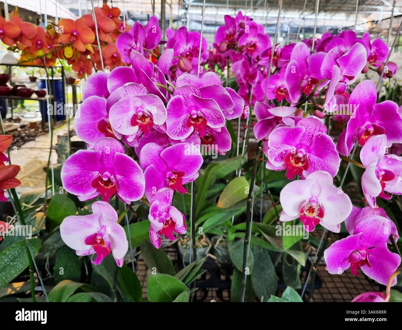 Beautiful orchid flowers in the orchid garden Jakarta, Indonesia Stock ...