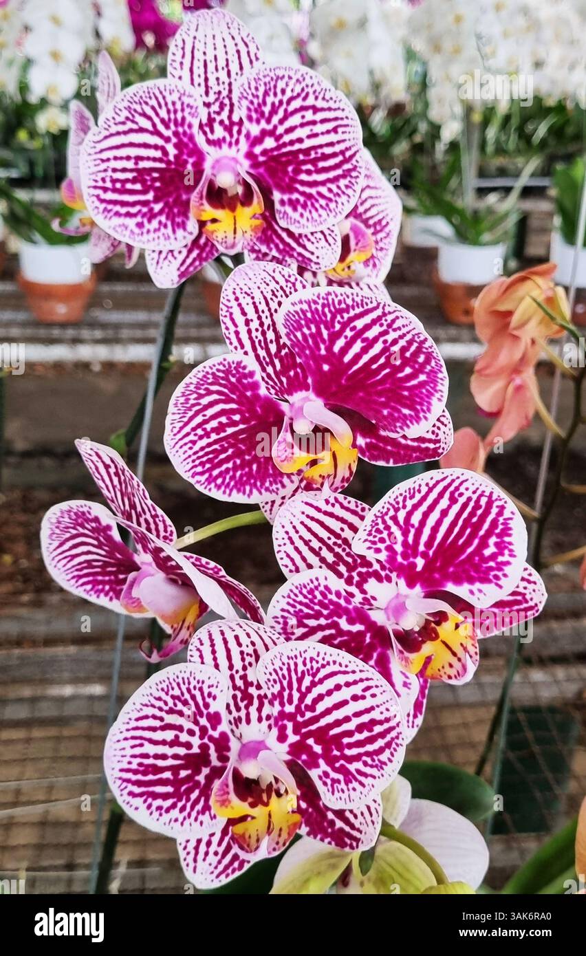 Beautiful orchid flowers in the orchid garden Jakarta, Indonesia Stock ...