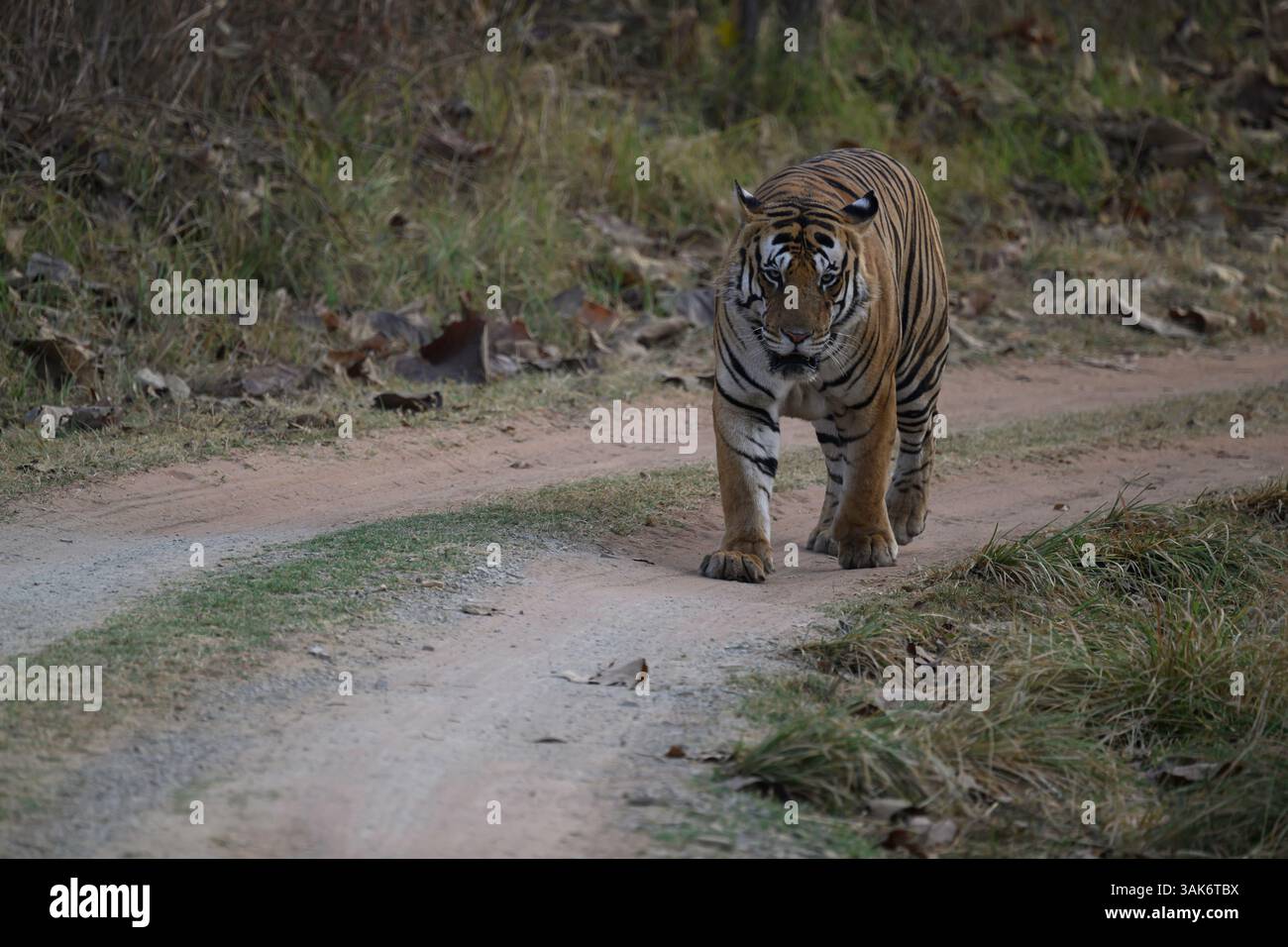 The male tiger known as P-663 walking along a road, Panna Tiger Reserve ...