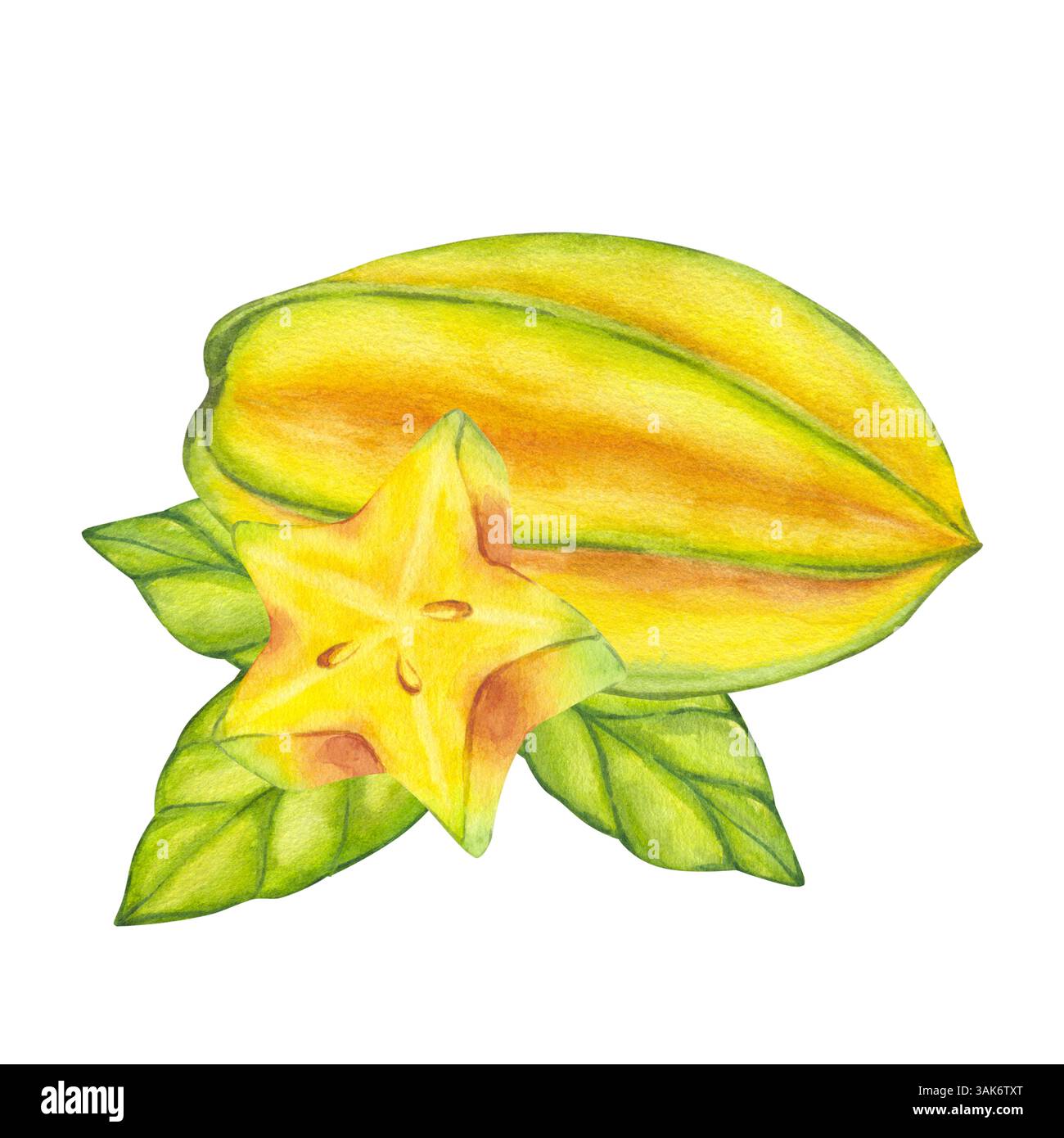 Watercolor starfruit. Averrhoa carambola or Bilimbi. Whole yellow fruit ...