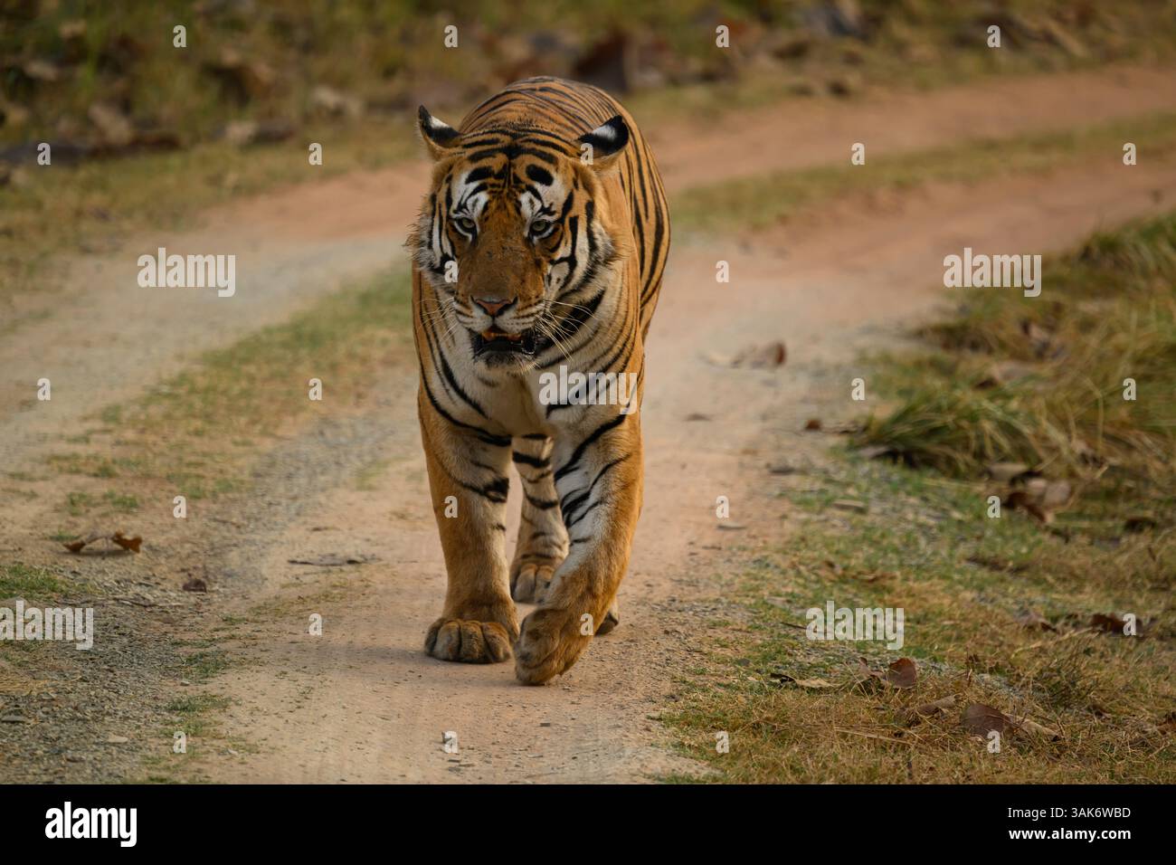 The male tiger known as P-663 walking along a road, Panna Tiger Reserve ...
