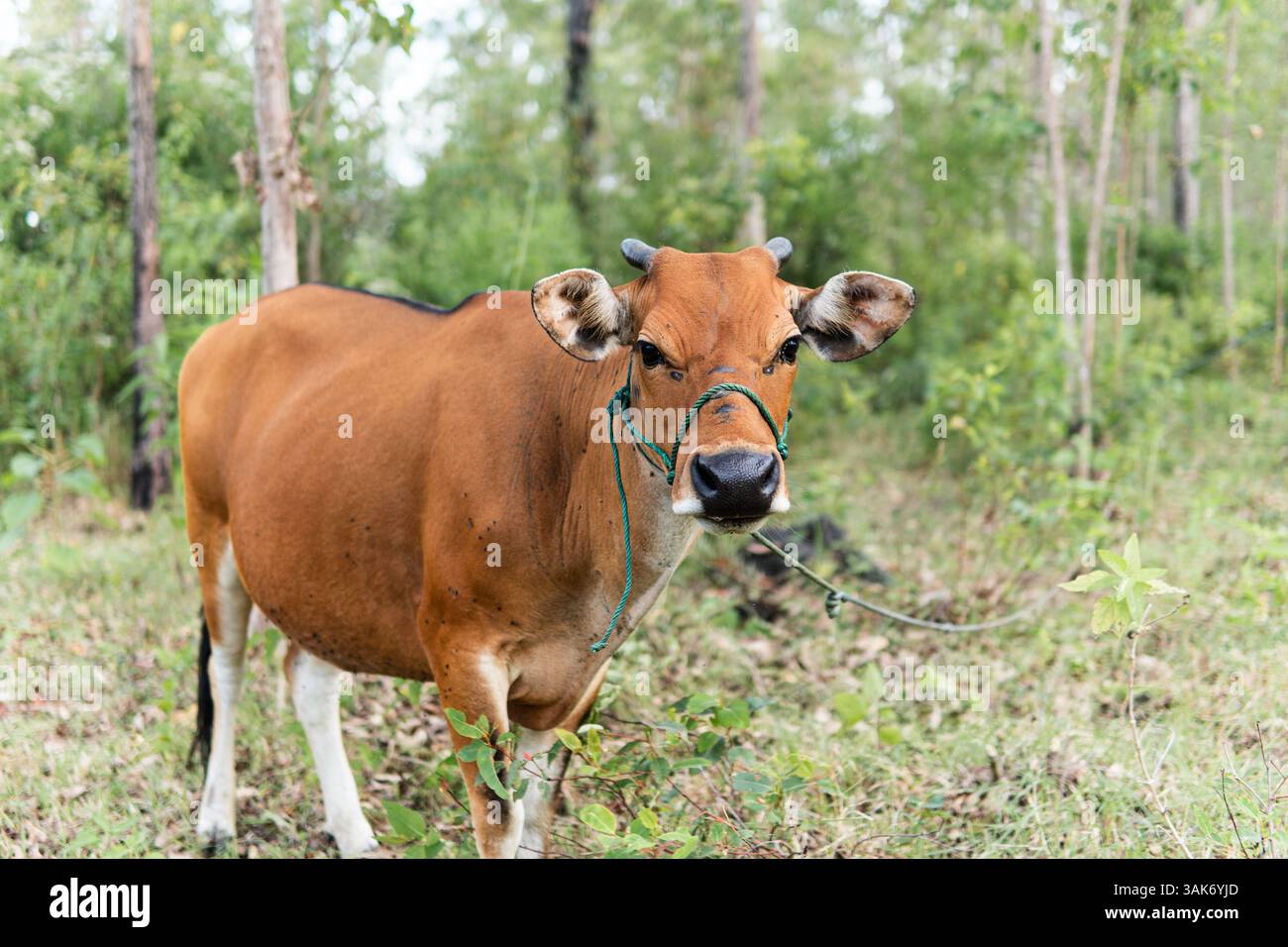 A brown cow stands calmly in a tropical forest area in rural Indonesia ...