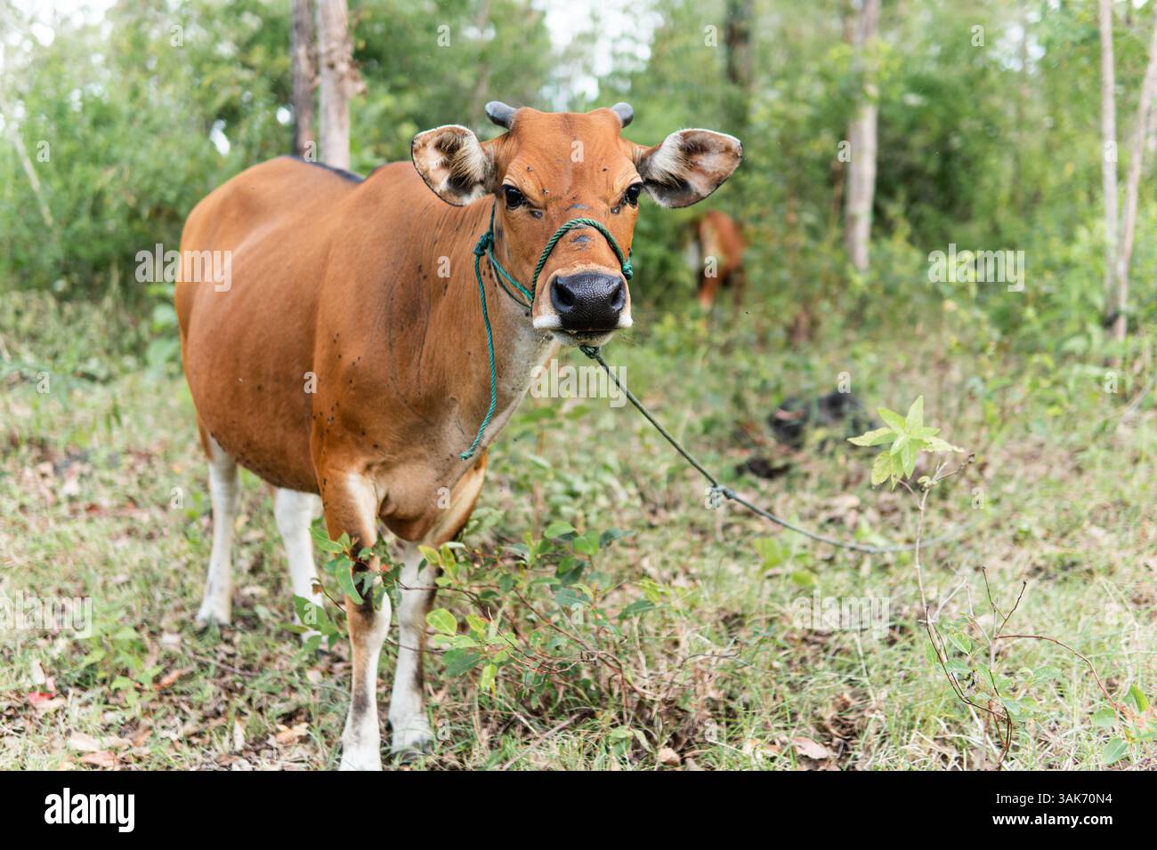 A brown cow stands calmly in a tropical forest area in rural Indonesia ...