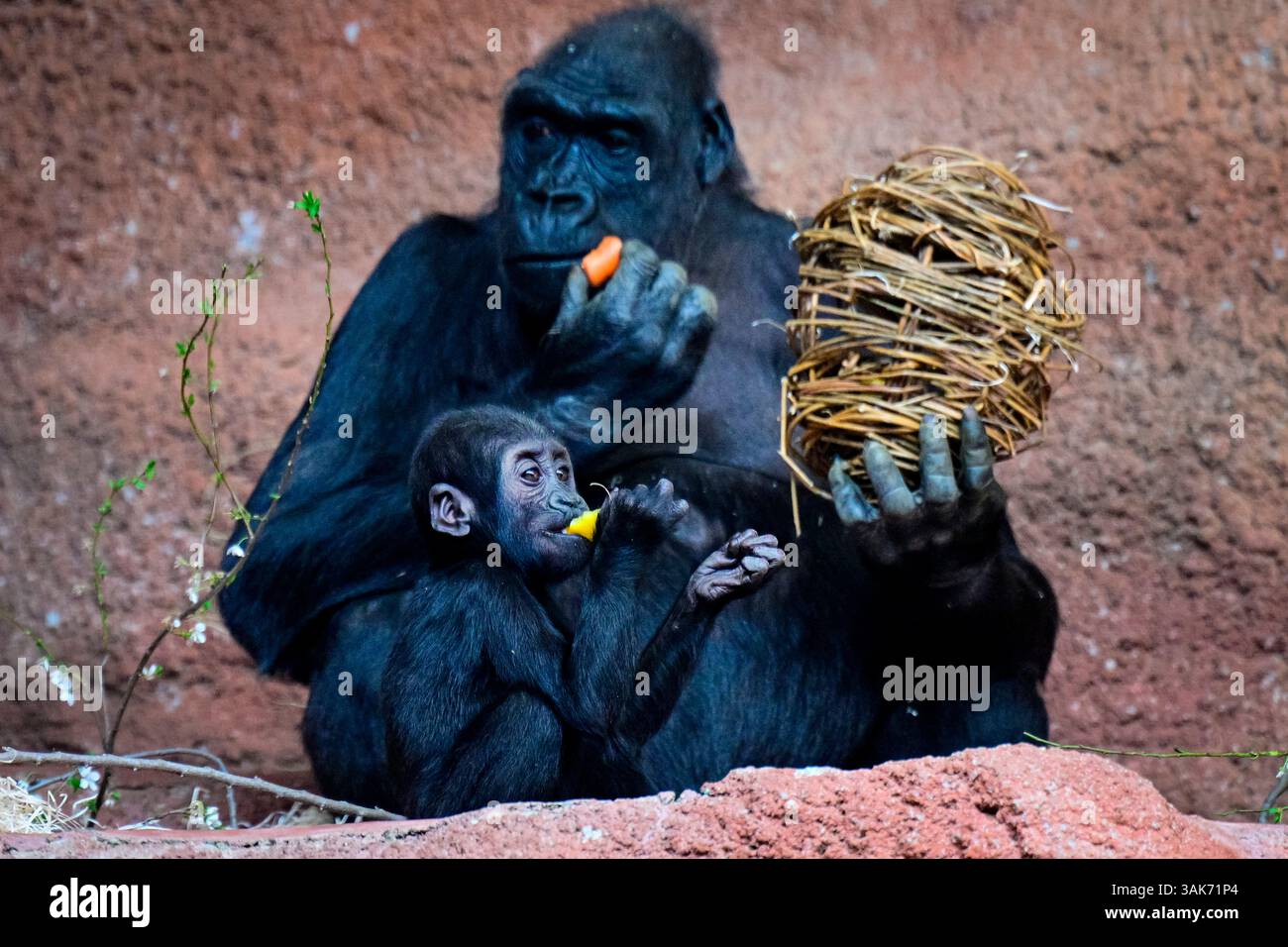 Prague, Czech Republic. 12th Apr, 2025. Gorilla infant Gaia (pictured with her mother Kijivu ...