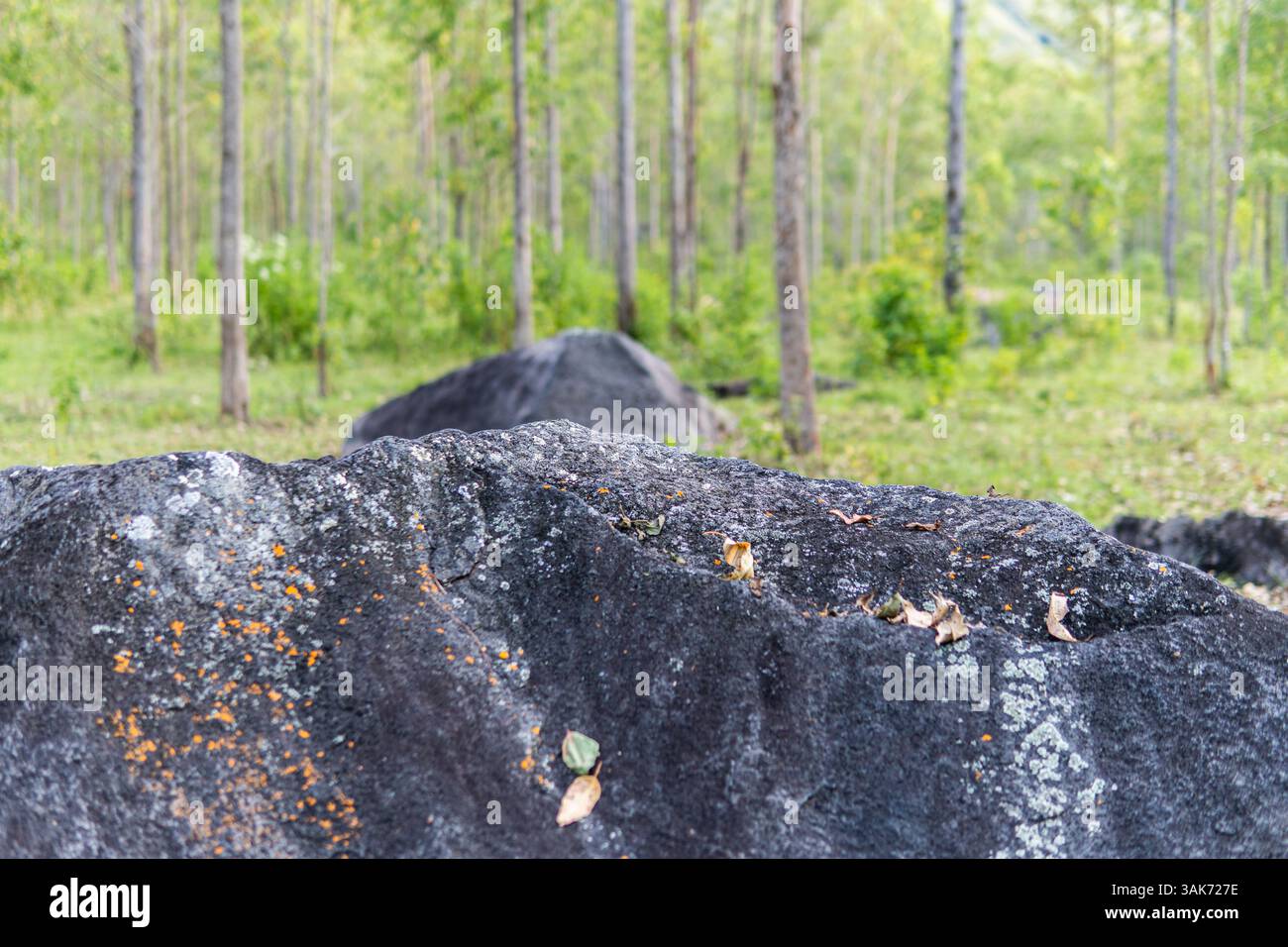 A photo of a large natural rock surrounded by dense forest, capturing ...