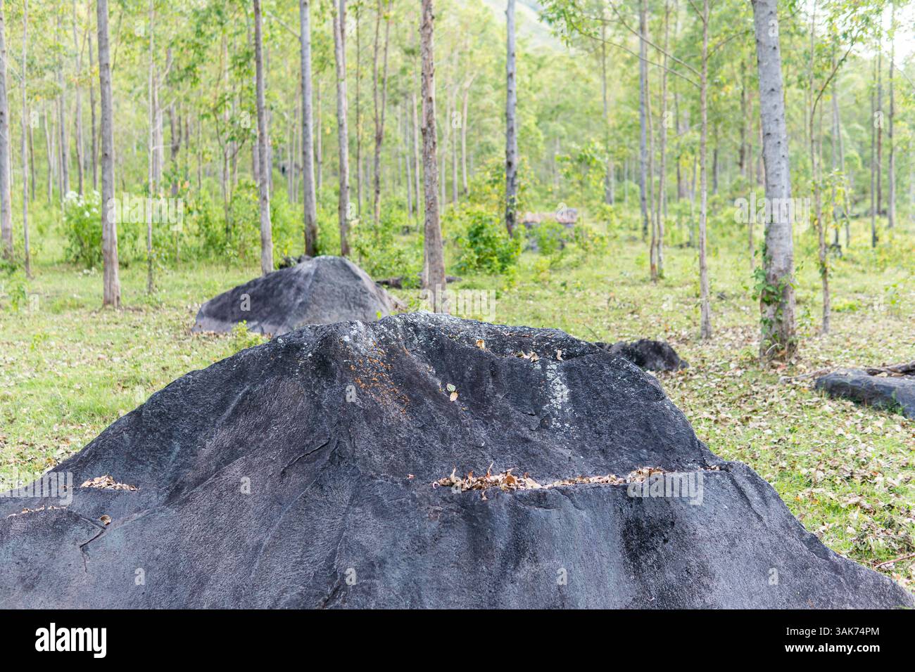 A photo of a large natural rock surrounded by dense forest, capturing ...