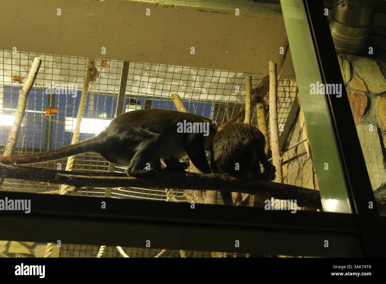 Two monkeys sitting on a tree branch view from the back Stock Photo - Alamy