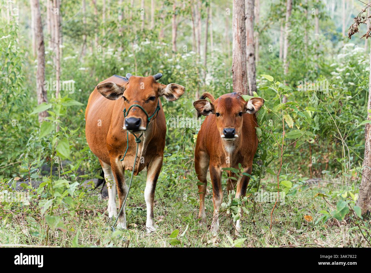 A cow and her calf standing together in a green forest area in rural ...