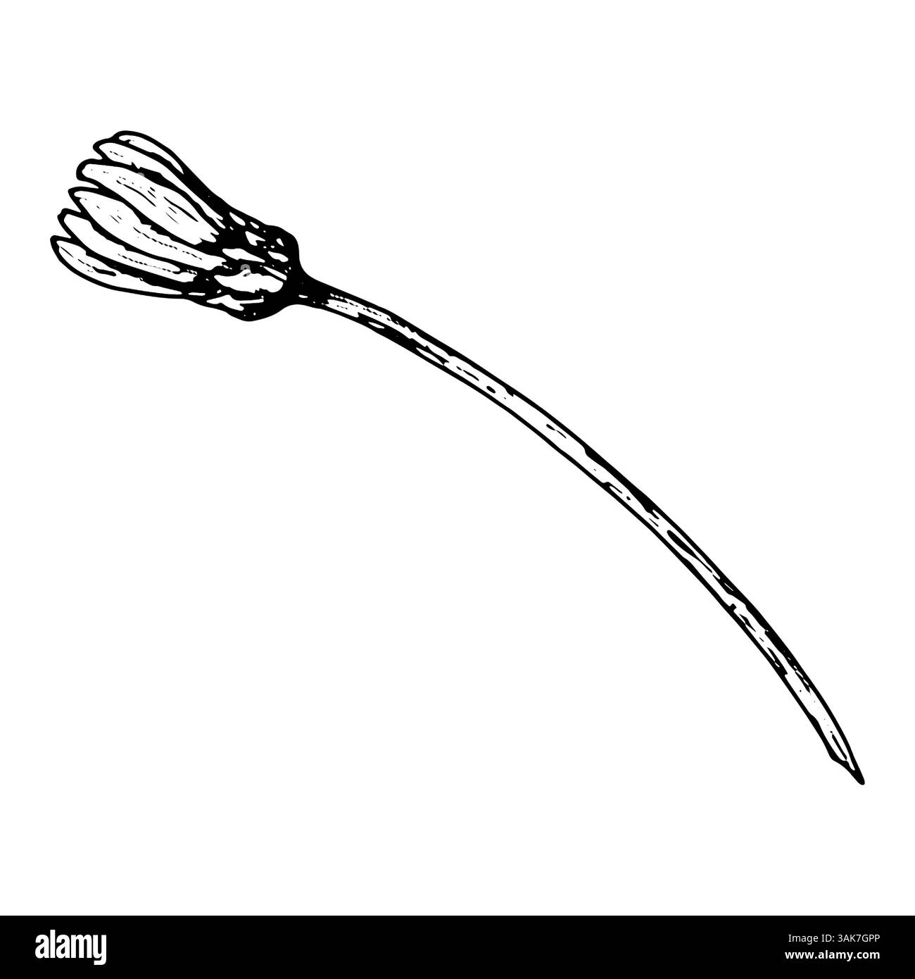Monochrome botanical illustration of a closed wildflower bud on a long ...