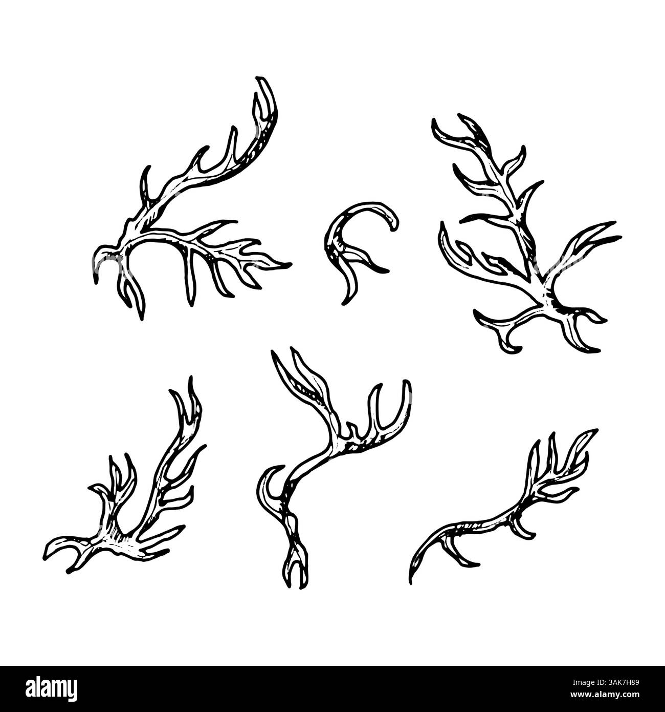 Collection of hand drawn field herbs with curved stems and organic ...