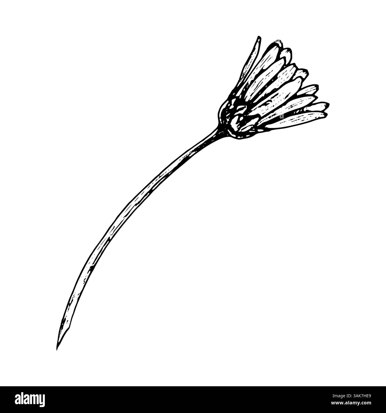 Black and white ink illustration of a closed flower bud on a long ...