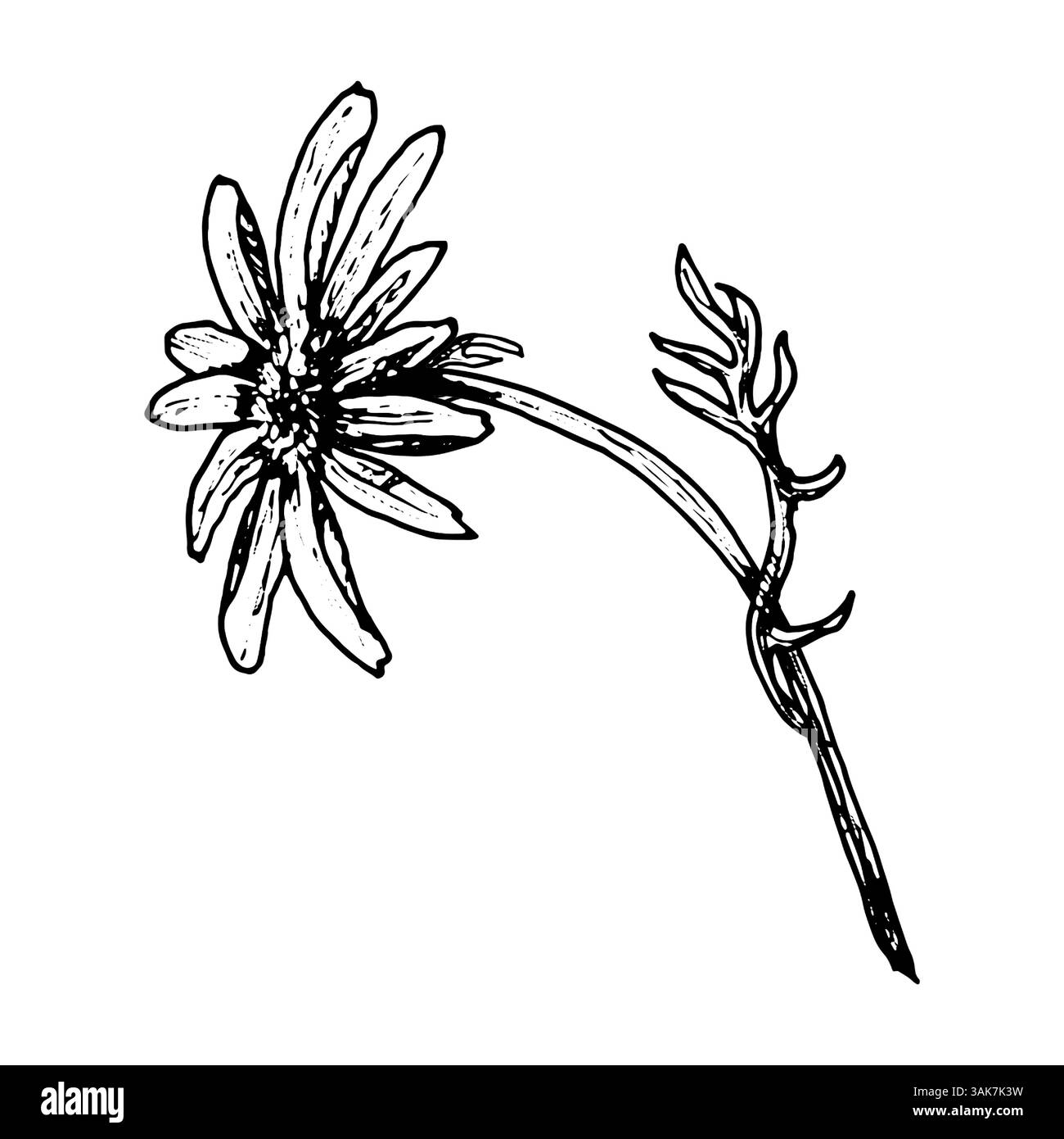 Botanical ink illustration of a daisy-like flower with side branch and ...
