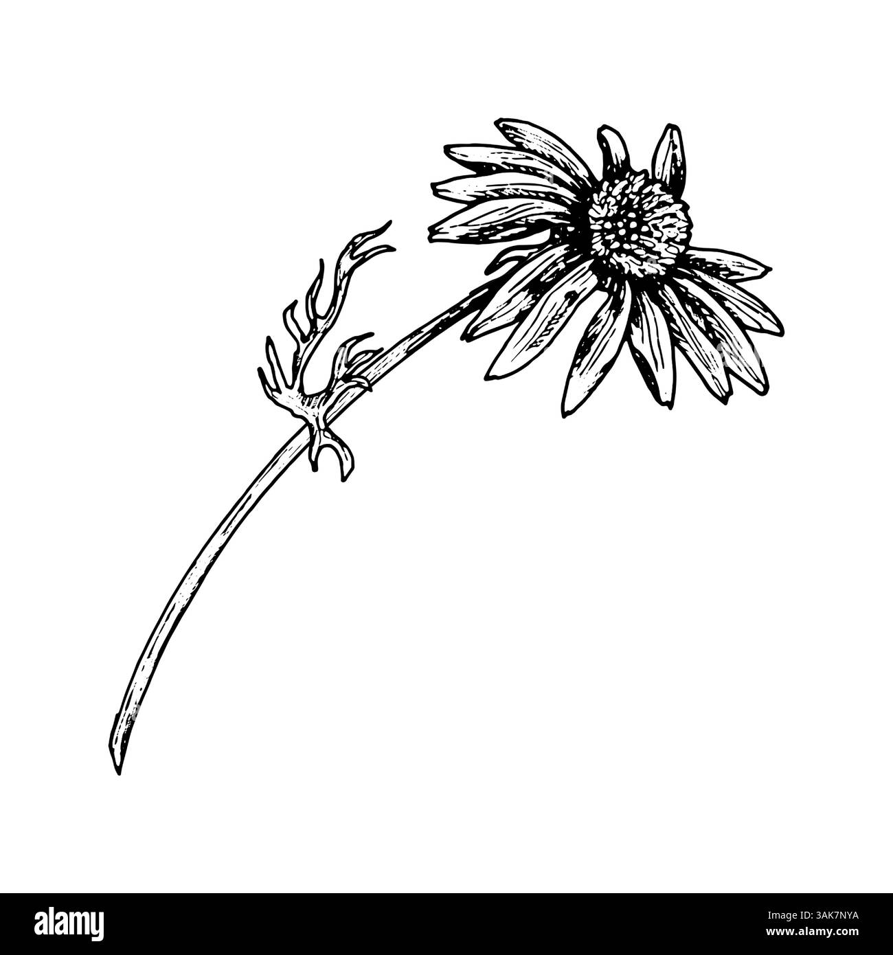 Hand drawn black and white botanical illustration of a field flower ...