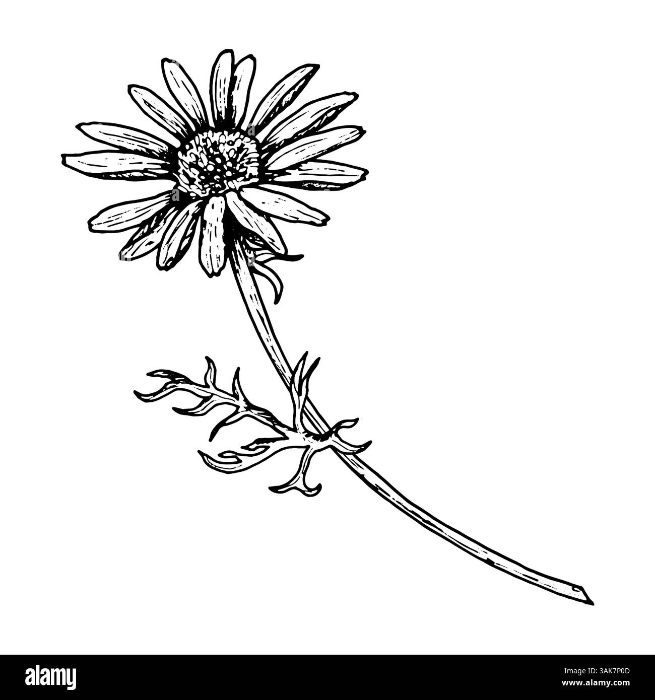 Detailed black and white ink illustration of a wildflower with open ...