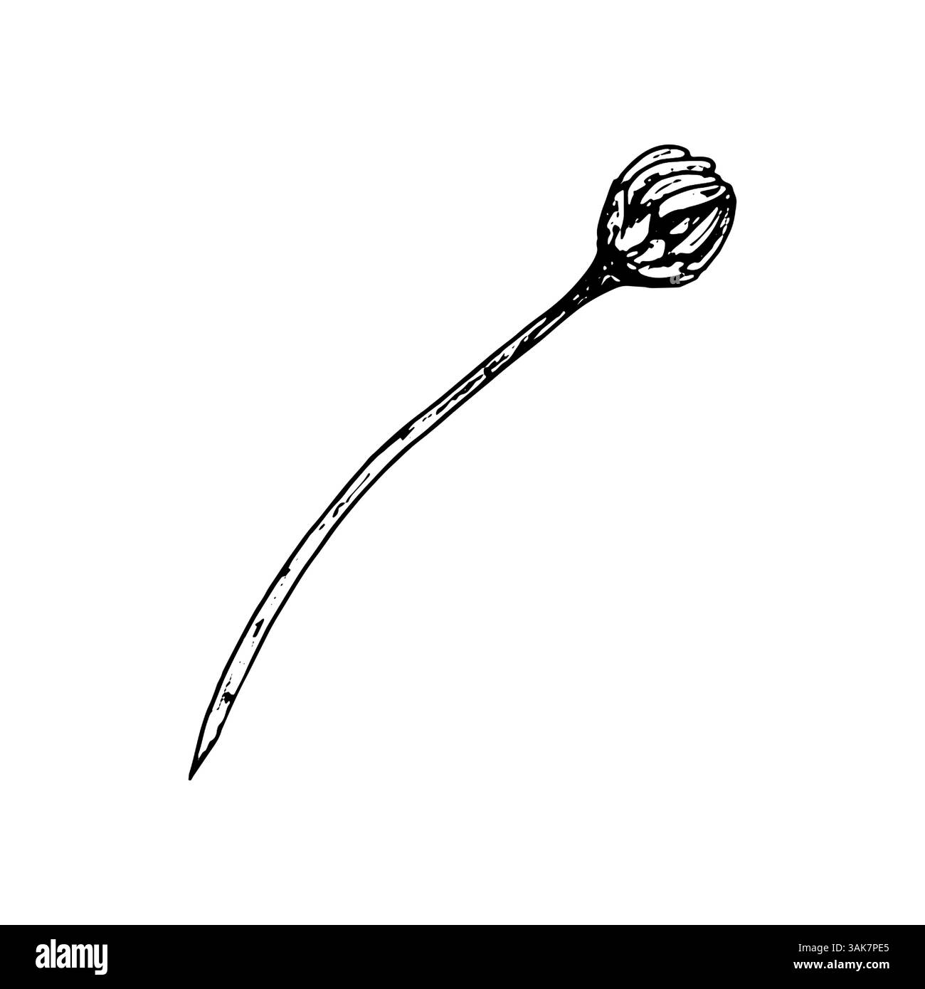 Stem in Black and White Stock Photos & Images - Alamy