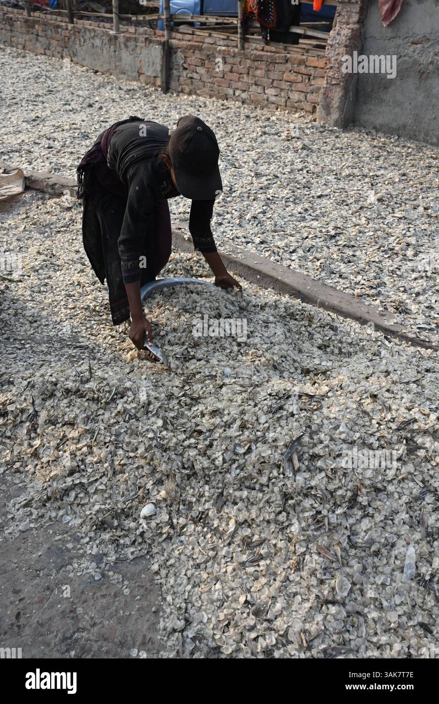 Workers are processing fish scales for export at a factory at Mohammadpur in Dhaka, Bangladesh ...