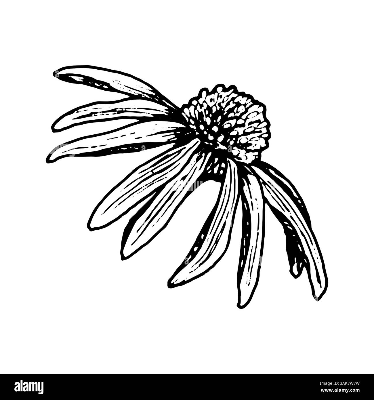 Hand drawn black and white illustration of echinacea flower with ...
