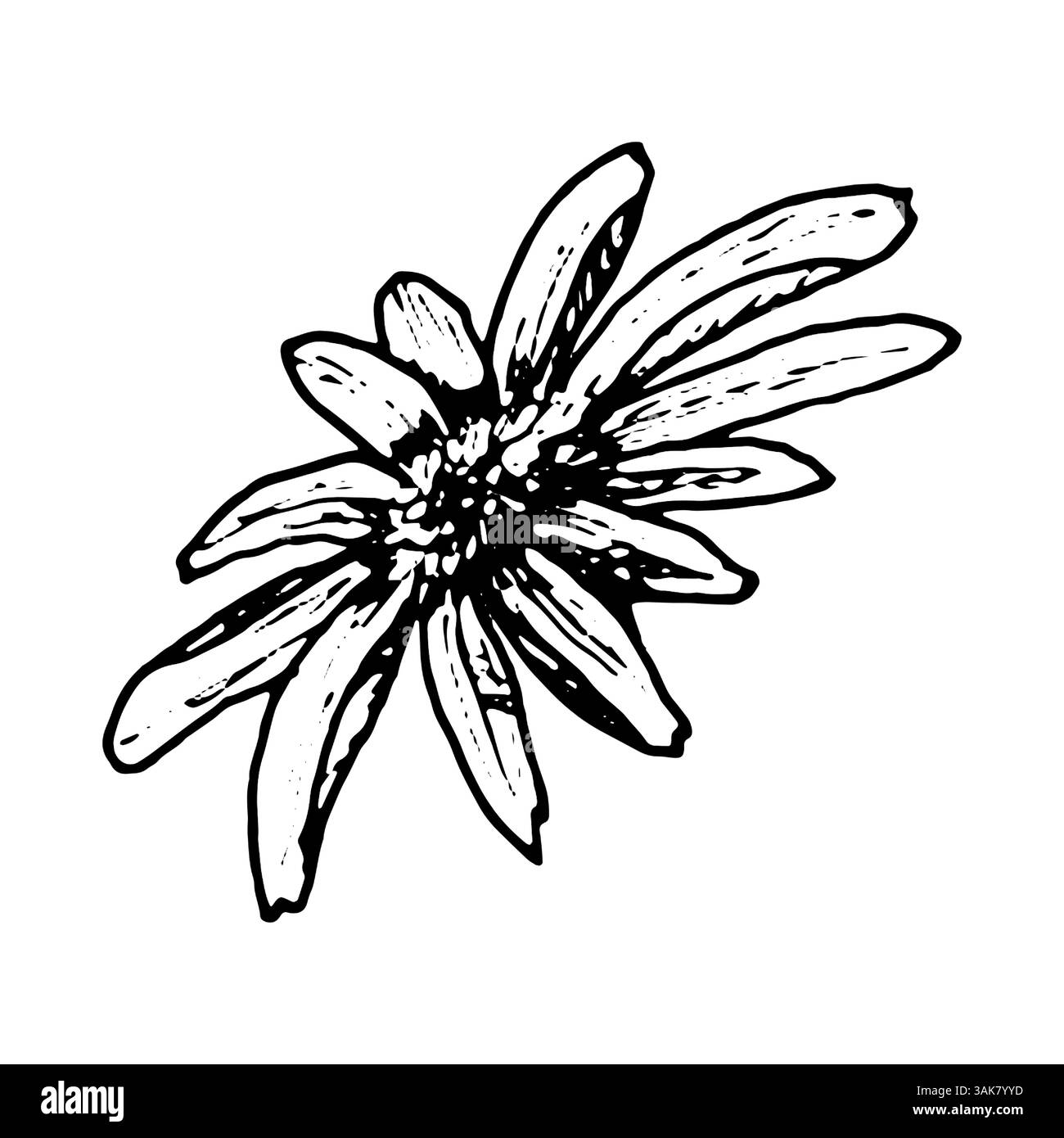 Black and white botanical drawing of a flower head resembling daisy ...