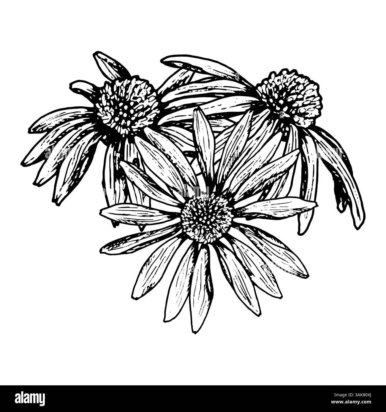 Group of flower heads Stock Vector Images - Alamy