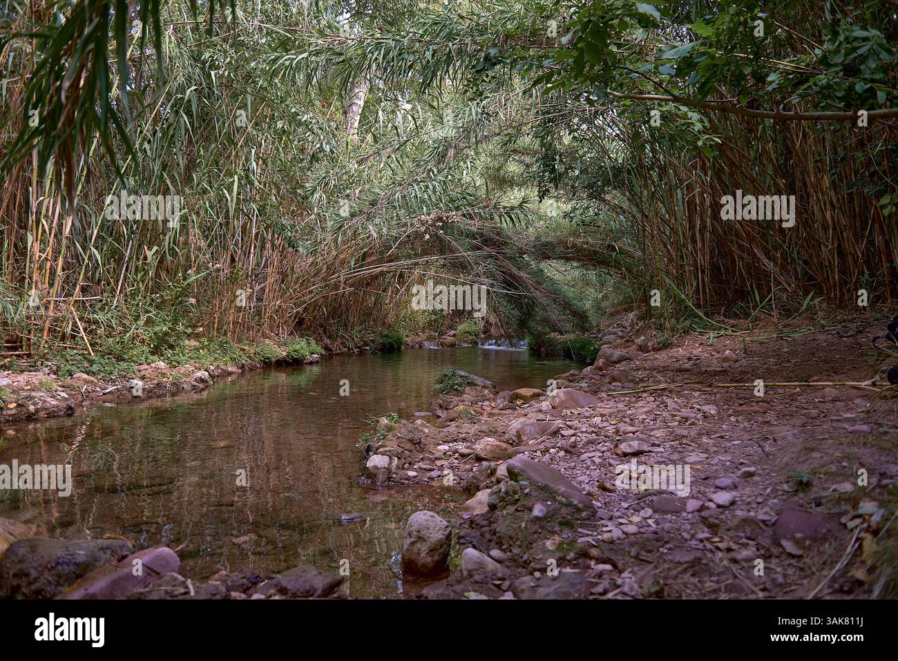 Small waterfall in a mountain river on a sunny day. Arches of reeds ...