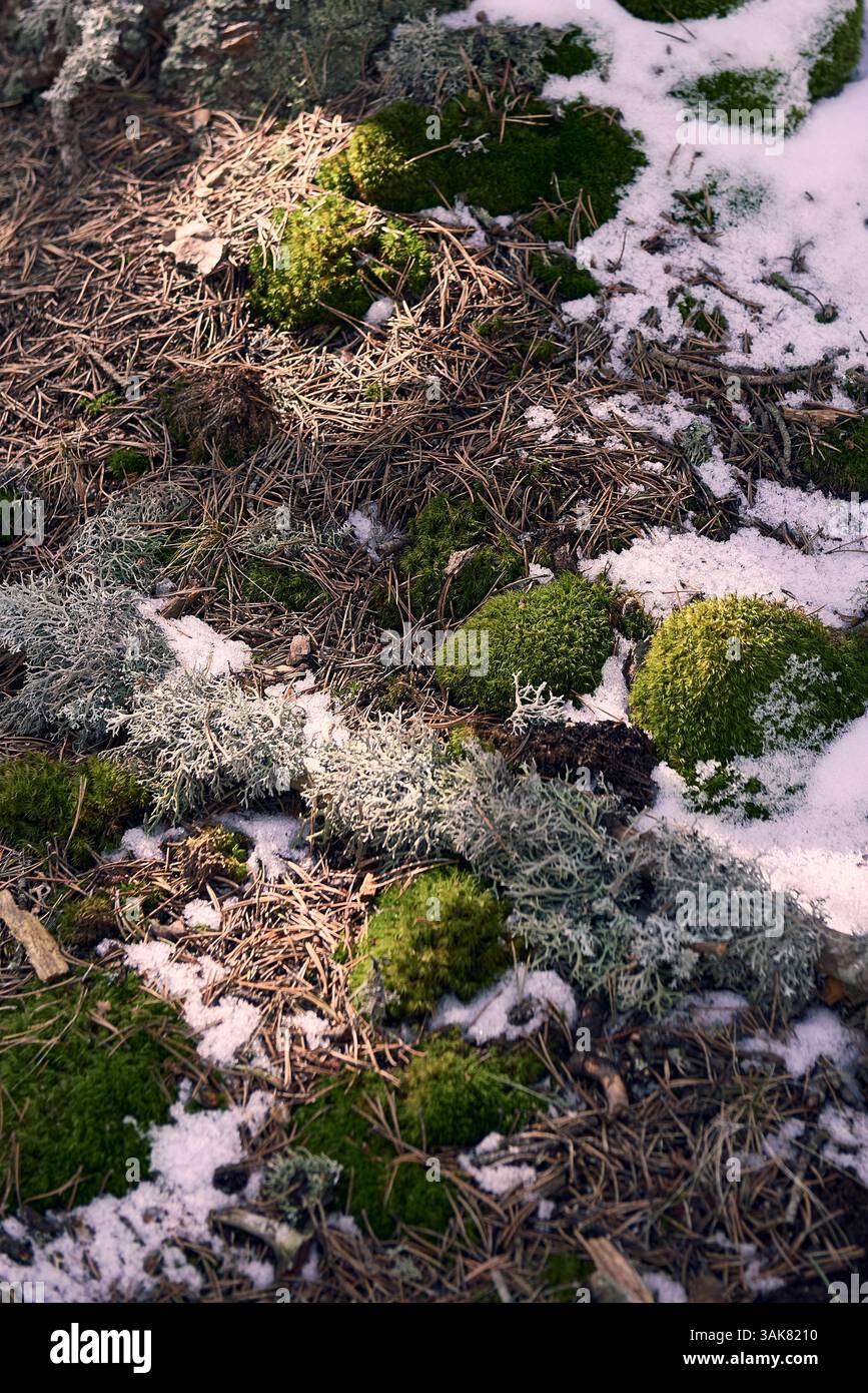 Vegetation on snow in alpine forest in winter. Musco, stones, front ...