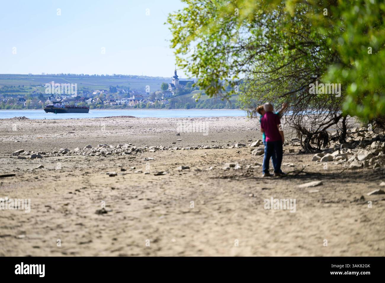 Wenig Wasser im Rhein 12.04.2025 Nierstein Der Wasserstand des Rhein ...