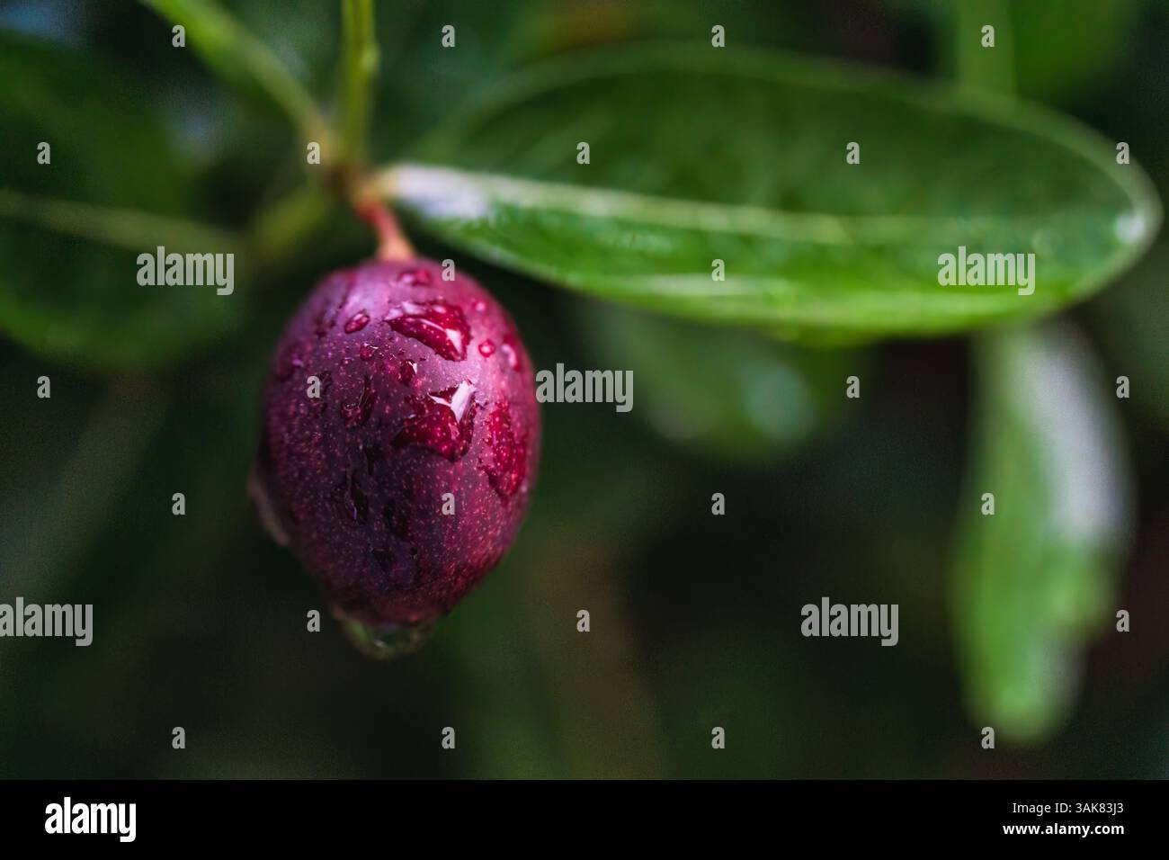 Red ripe fruit, Bengal Currants, Koronda, Carissa carandas L, Christs ...