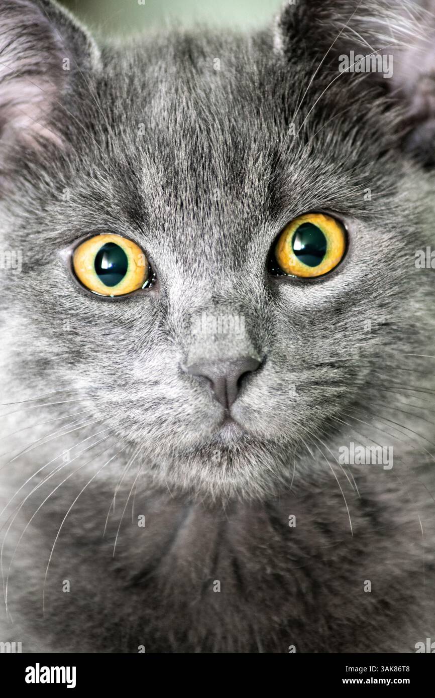 Beautiful gray british cat being hi-res stock photography and images ...