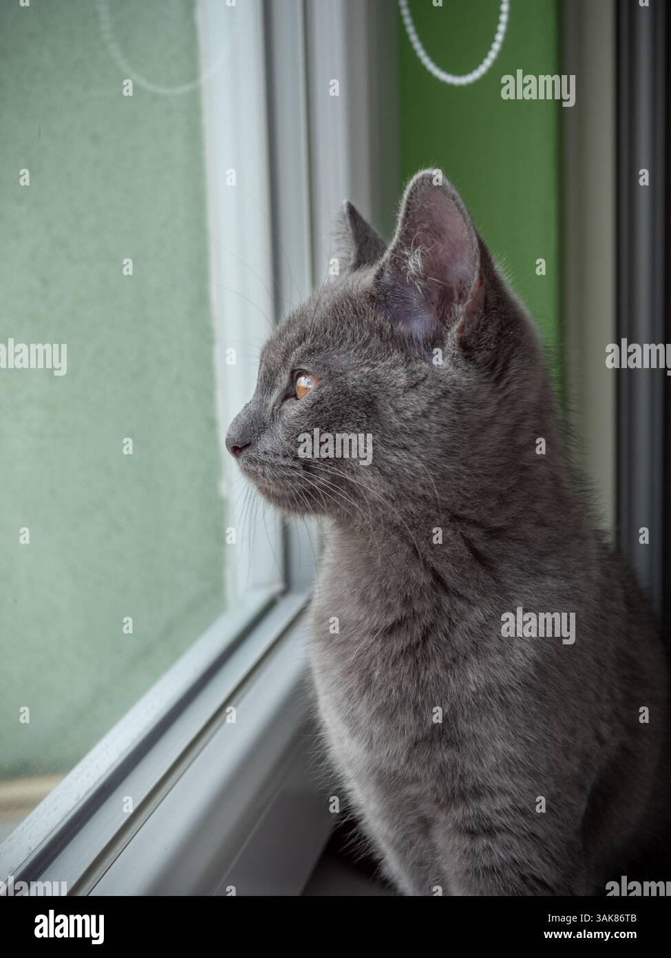 Calm Young British Shorthair Cat Looking Out the Window Stock Photo - Alamy