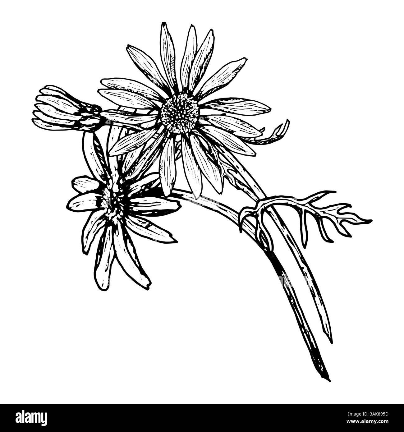 Echinacea may Black and White Stock Photos & Images - Alamy