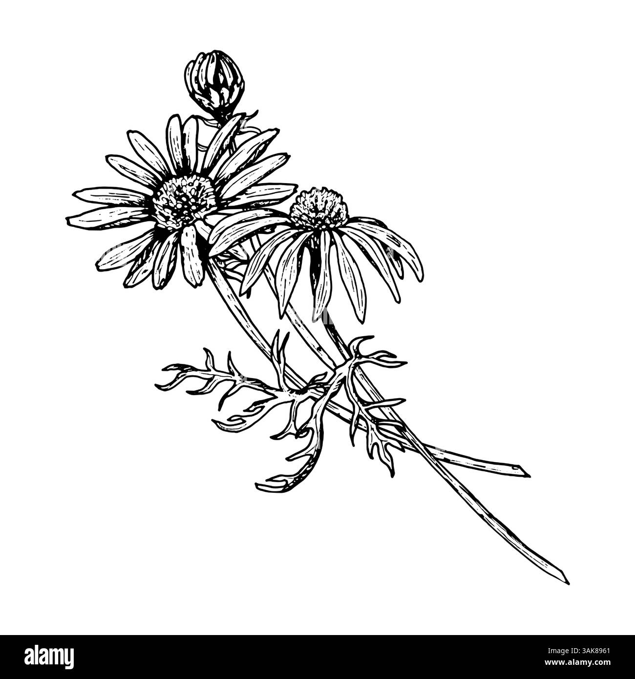 Black and white hand drawn illustration of three field flowers with one ...