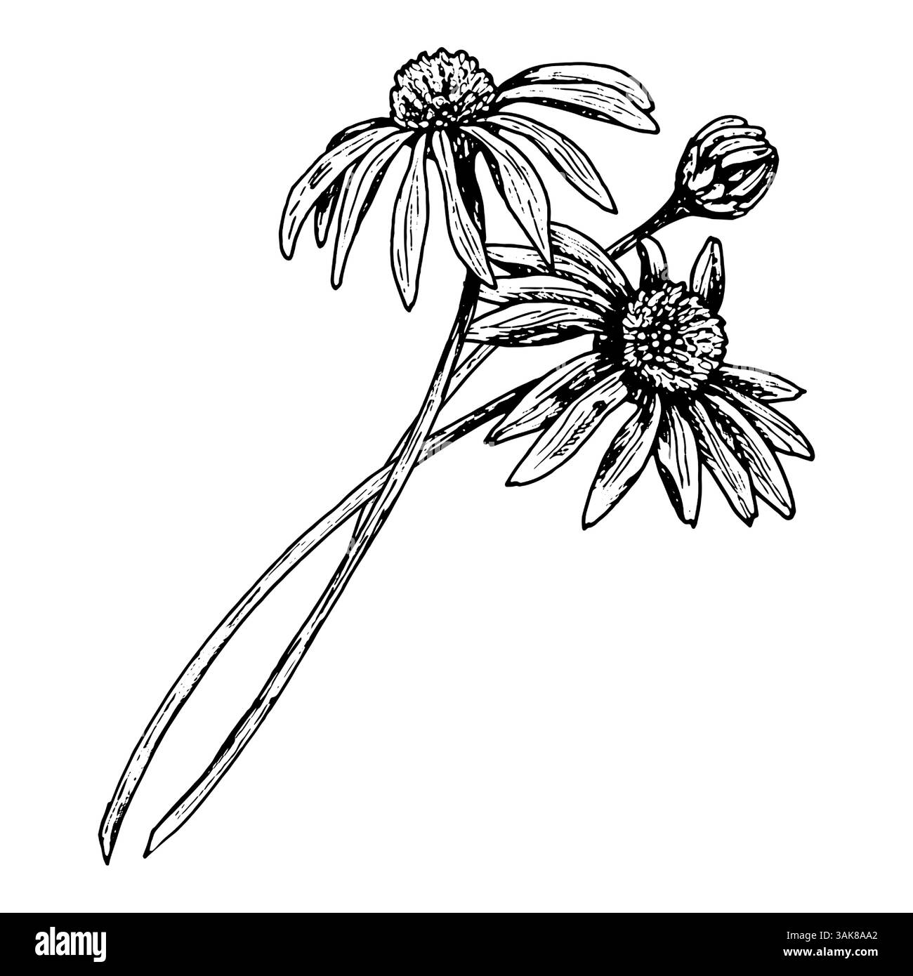 Hand drawn ink illustration of three blooming flowers with long curved ...