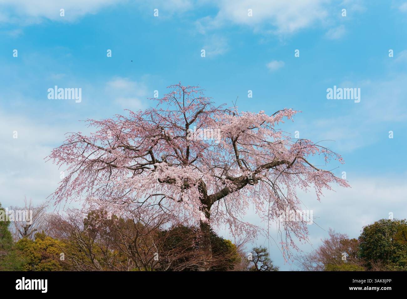Pink color flower cherry blossom Shidarezakura sakura during spring season on sunny day in Japan ...