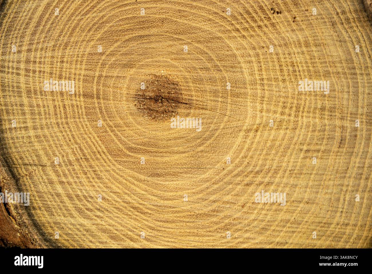 Hatterkep hi-res stock photography and images - Alamy