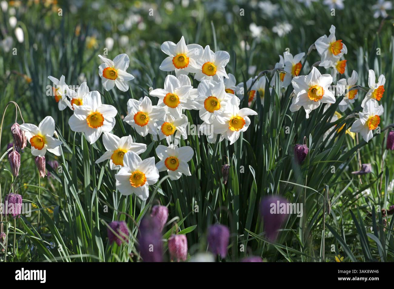 White and orange Narcissus ‘Flower Record’ large cupped daffodil in ...