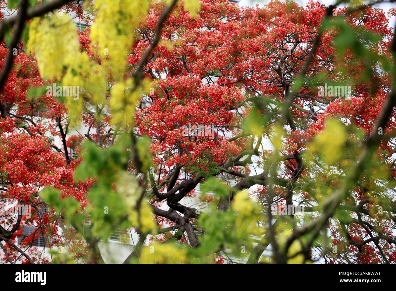 Krishnachura tree hi-res stock photography and images - Alamy