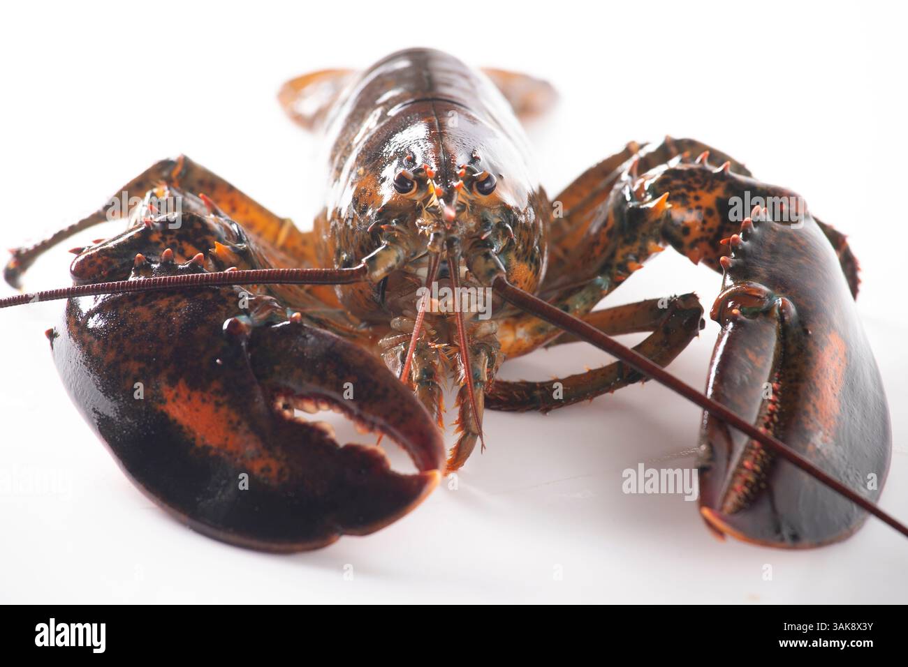 Lobster alive isolated on white Stock Photo - Alamy