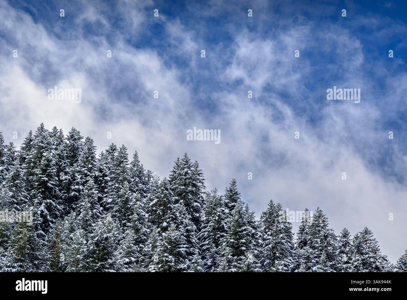 Bosque de abetos de niebla hi-res stock photography and images - Alamy