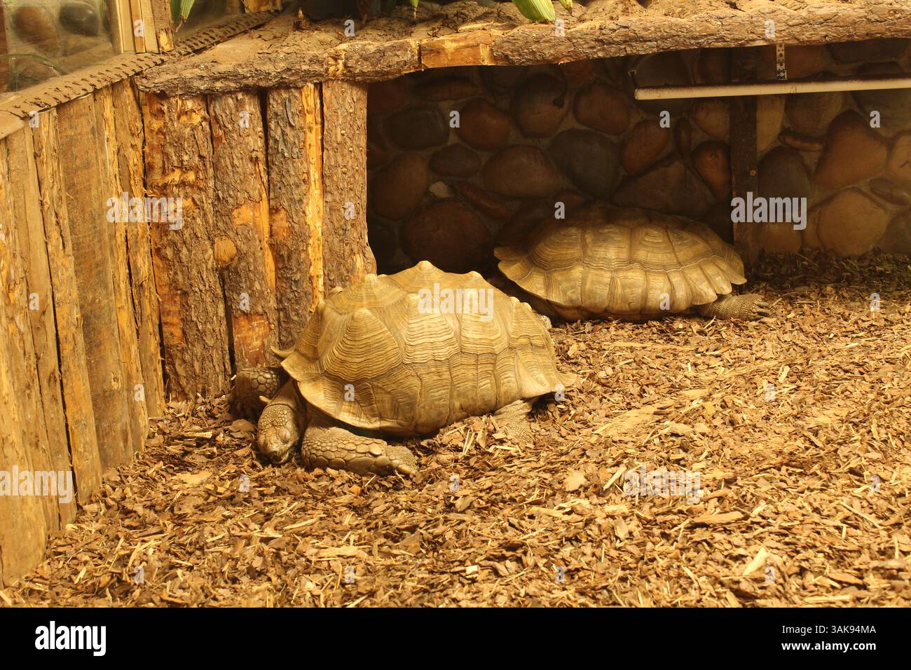 Gray Colored Land Turtle Crawling On The Floor Of An Enclosure In A Zoo ...