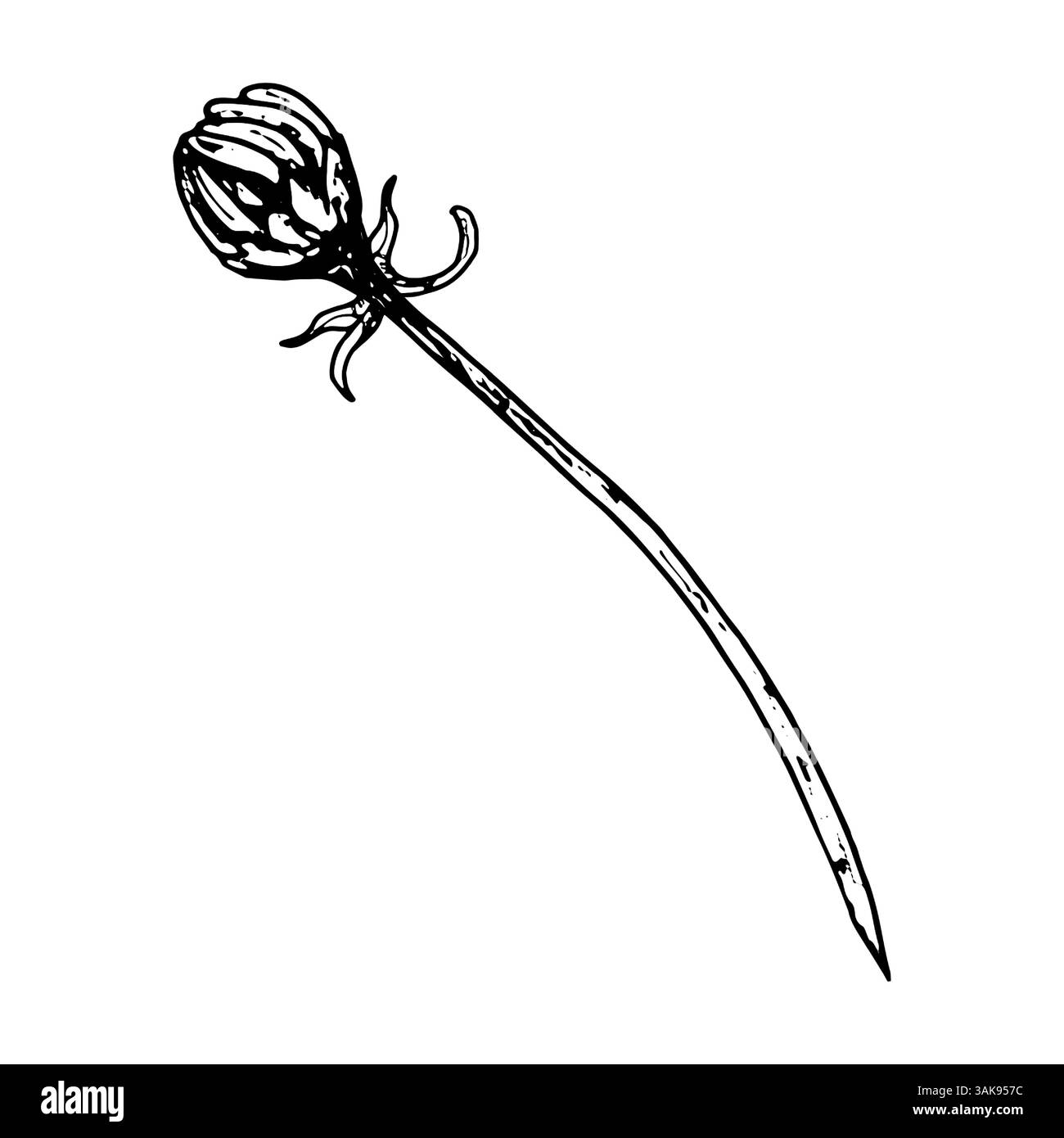 Bud can Black and White Stock Photos & Images - Alamy