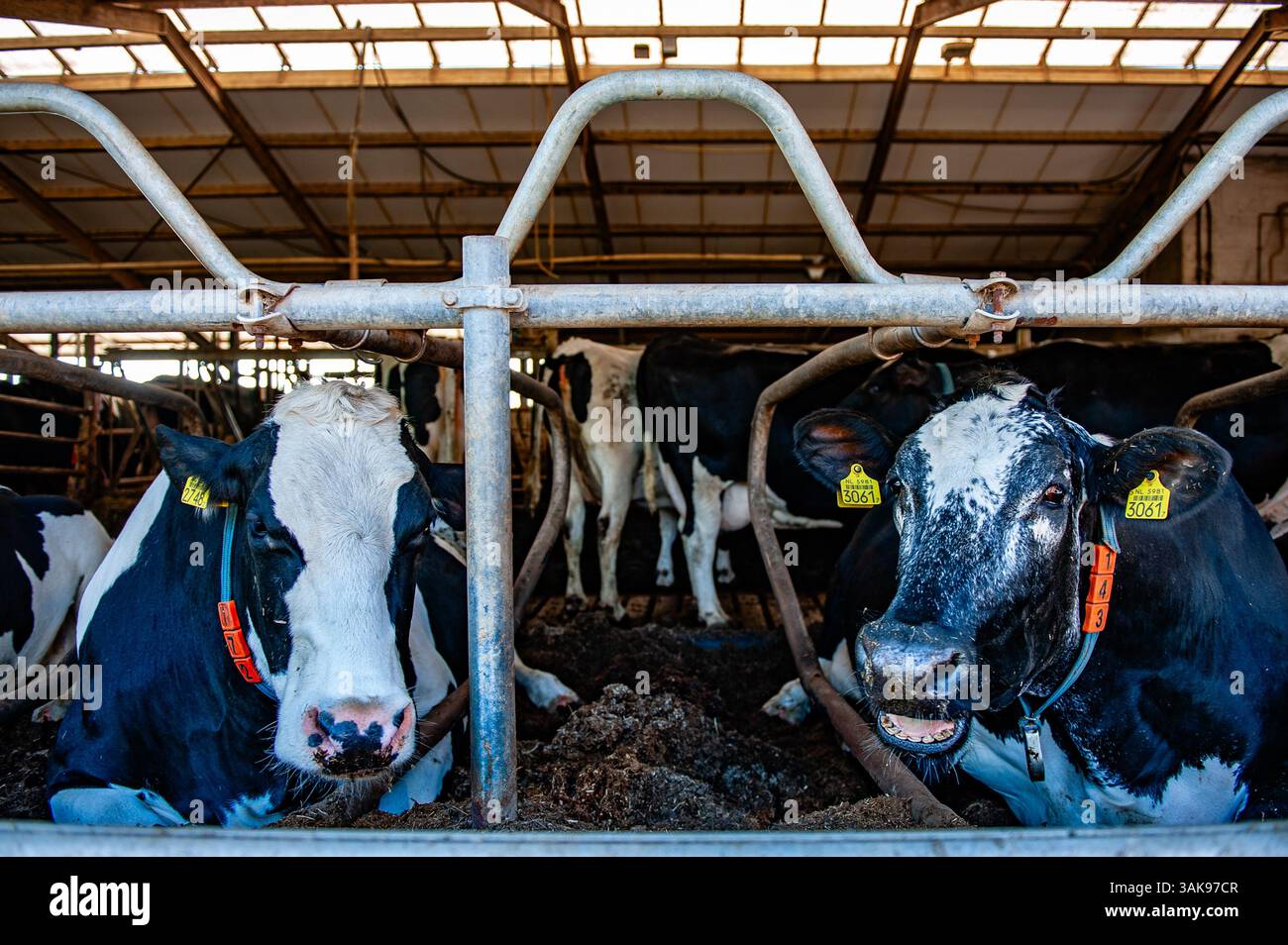 Two cows are seen waiting to go outside. Each year, farms throughout ...