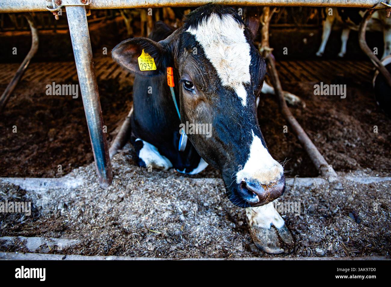 A cow seen resting in the barn before going outside. Each year, farms ...