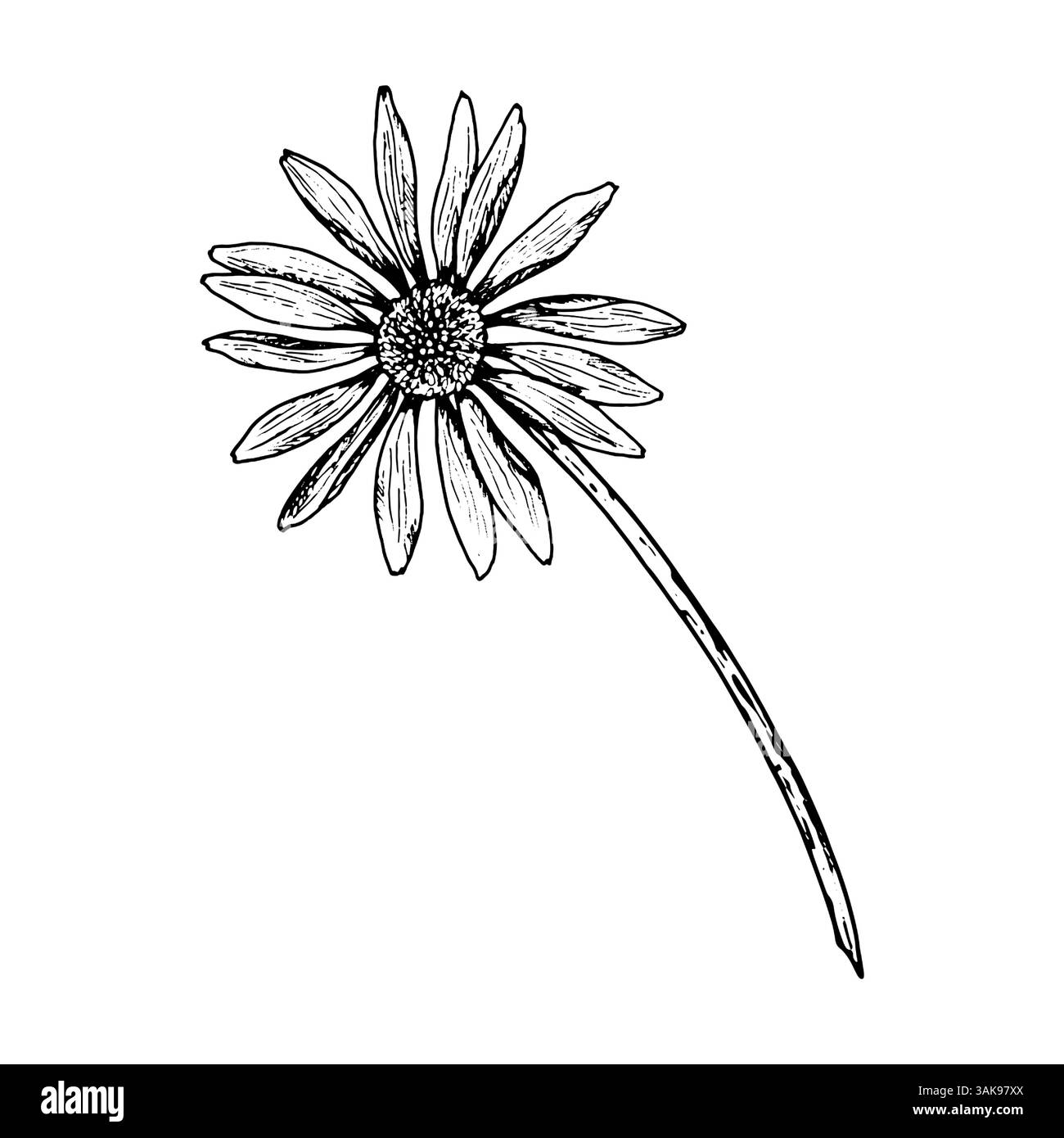 Botanical illustration of a single wildflower on a curved stem. May ...