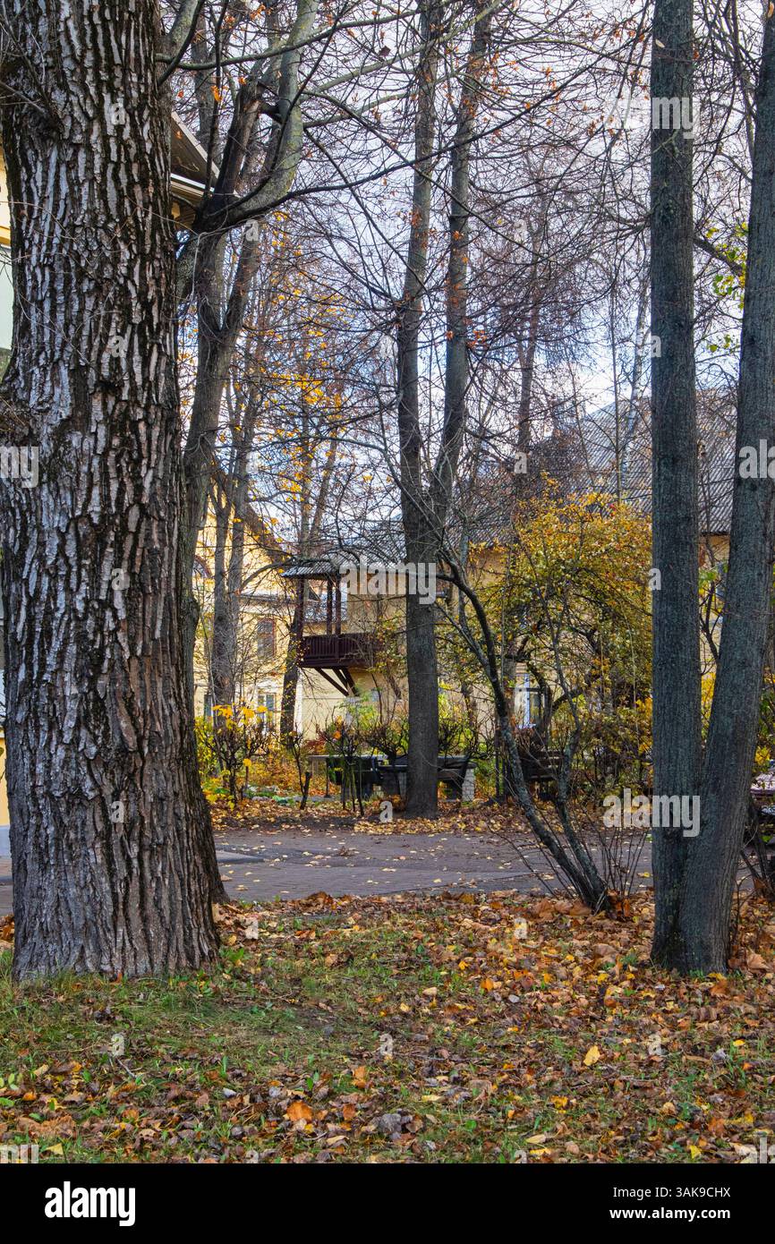 A yard overgrown with trees and bushes, strewn with yellow leaves. A ...