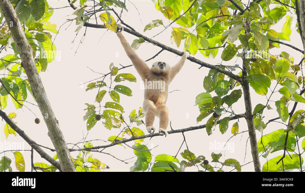 Gibbon hanging from tree branch in lush forest canopy, screaming. Lar ...