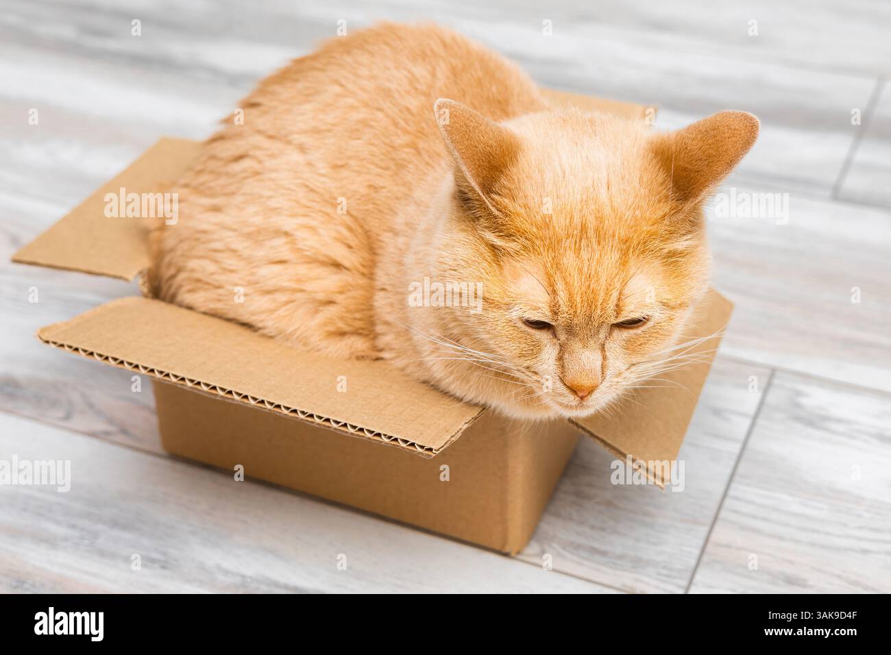 ginger cat sits in a small cardboard box. cats like to sit in boxes ...