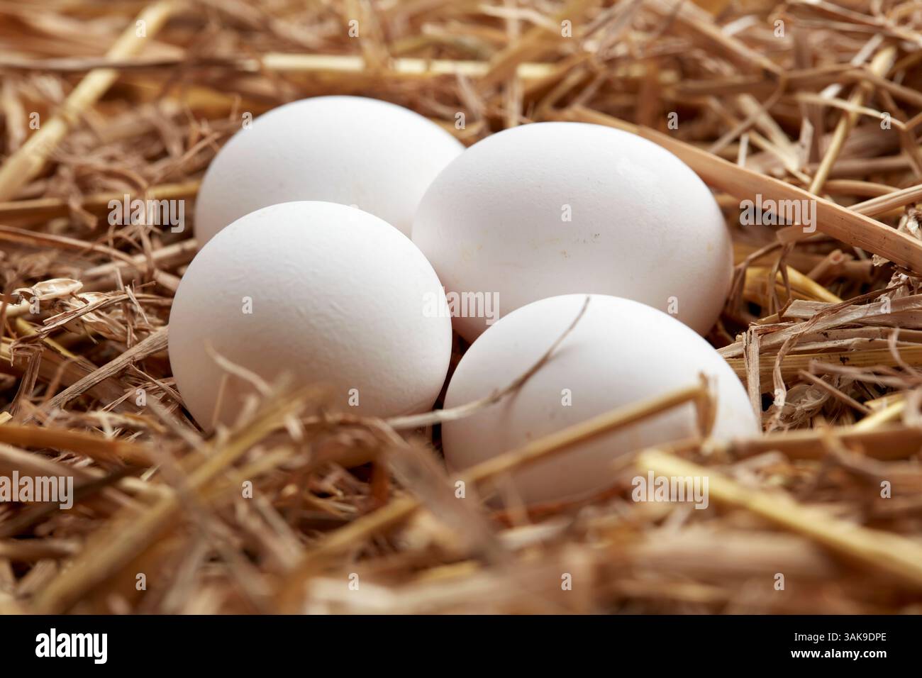 Four white eggs rest in a bed of straw Stock Photo - Alamy