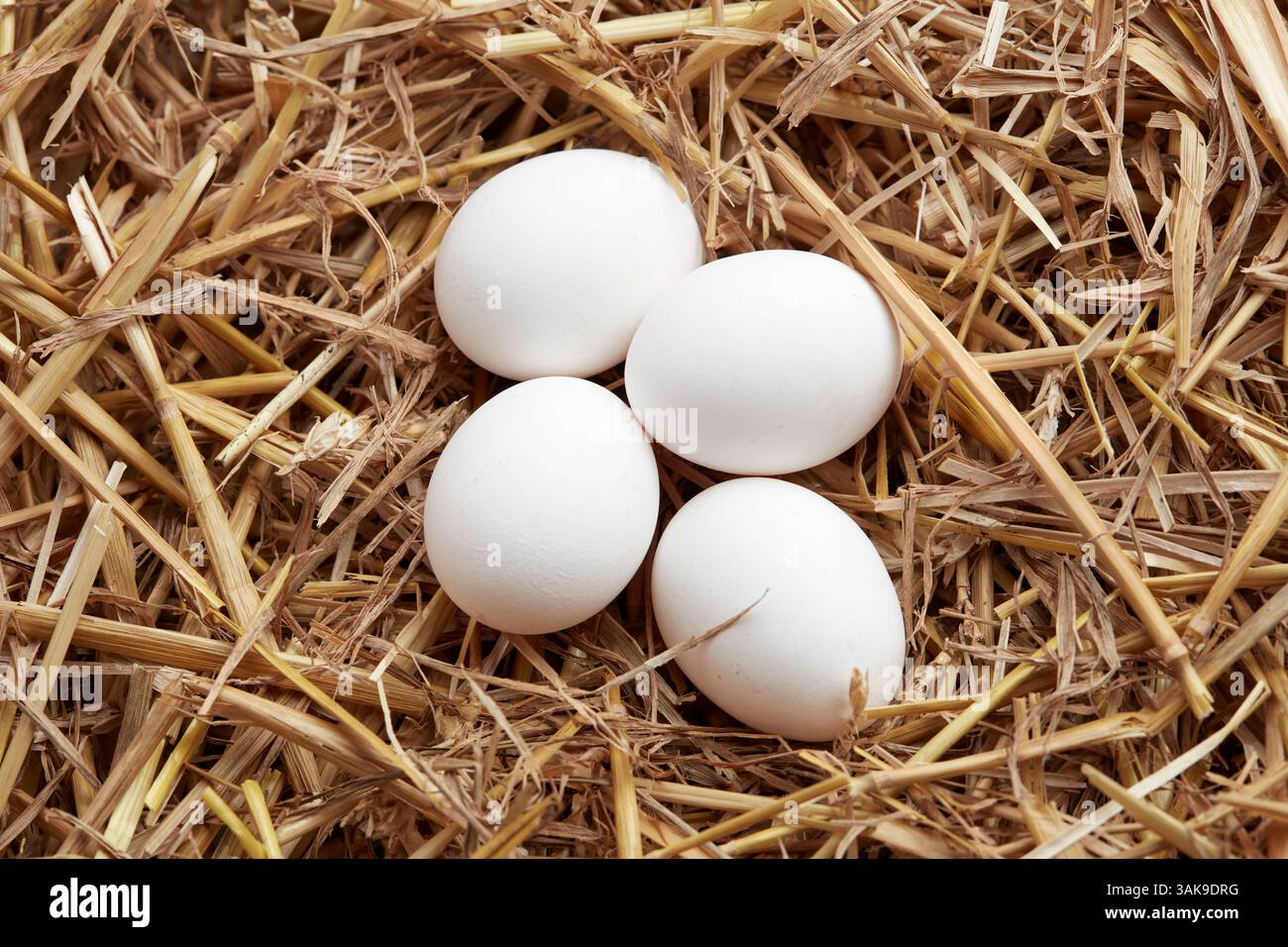 Four white eggs rest in a bed of straw Stock Photo - Alamy